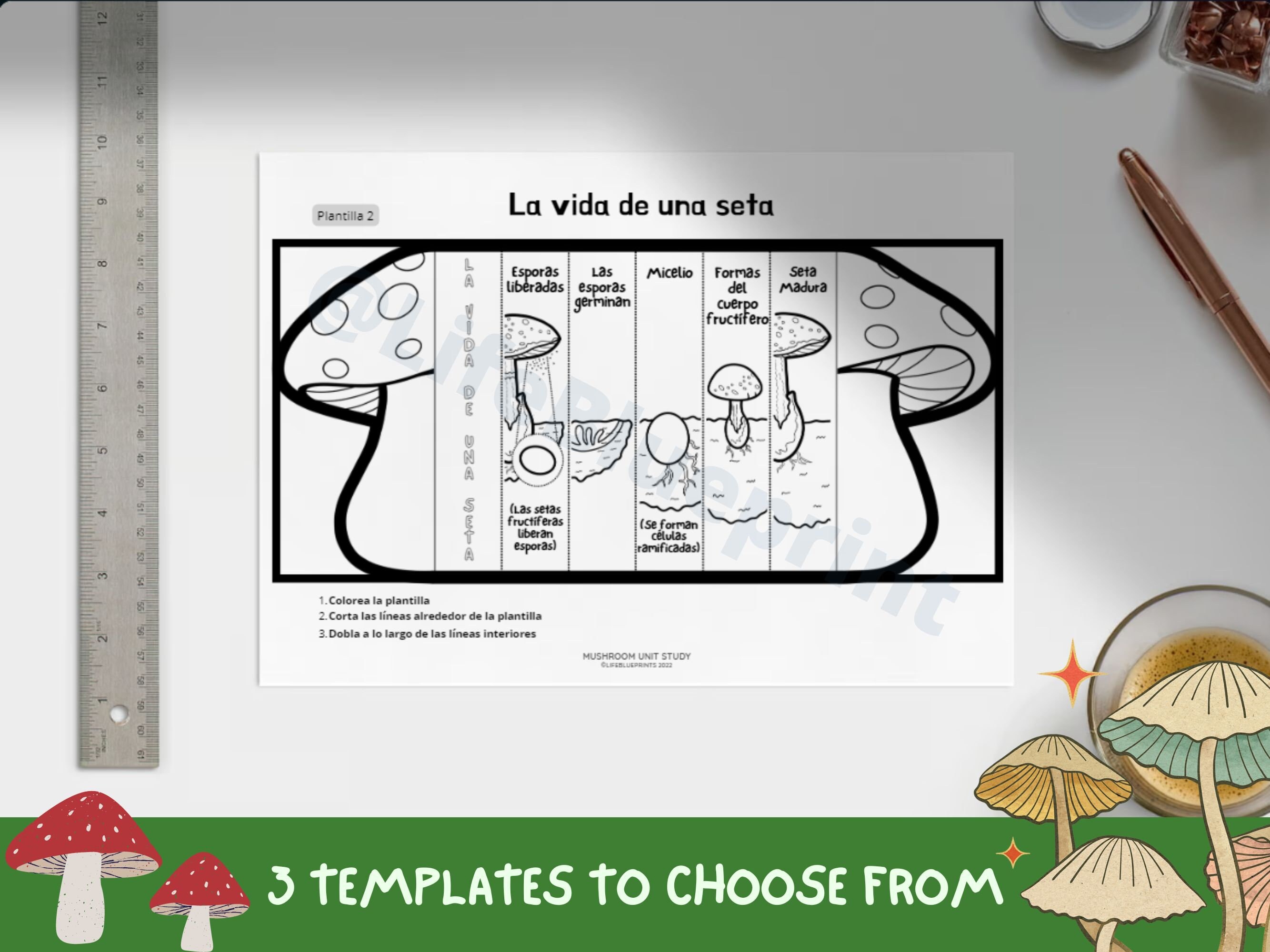 SPANISH Life Cycle of a Mushroom| Foldable Life Cycle Craft | Digital ...