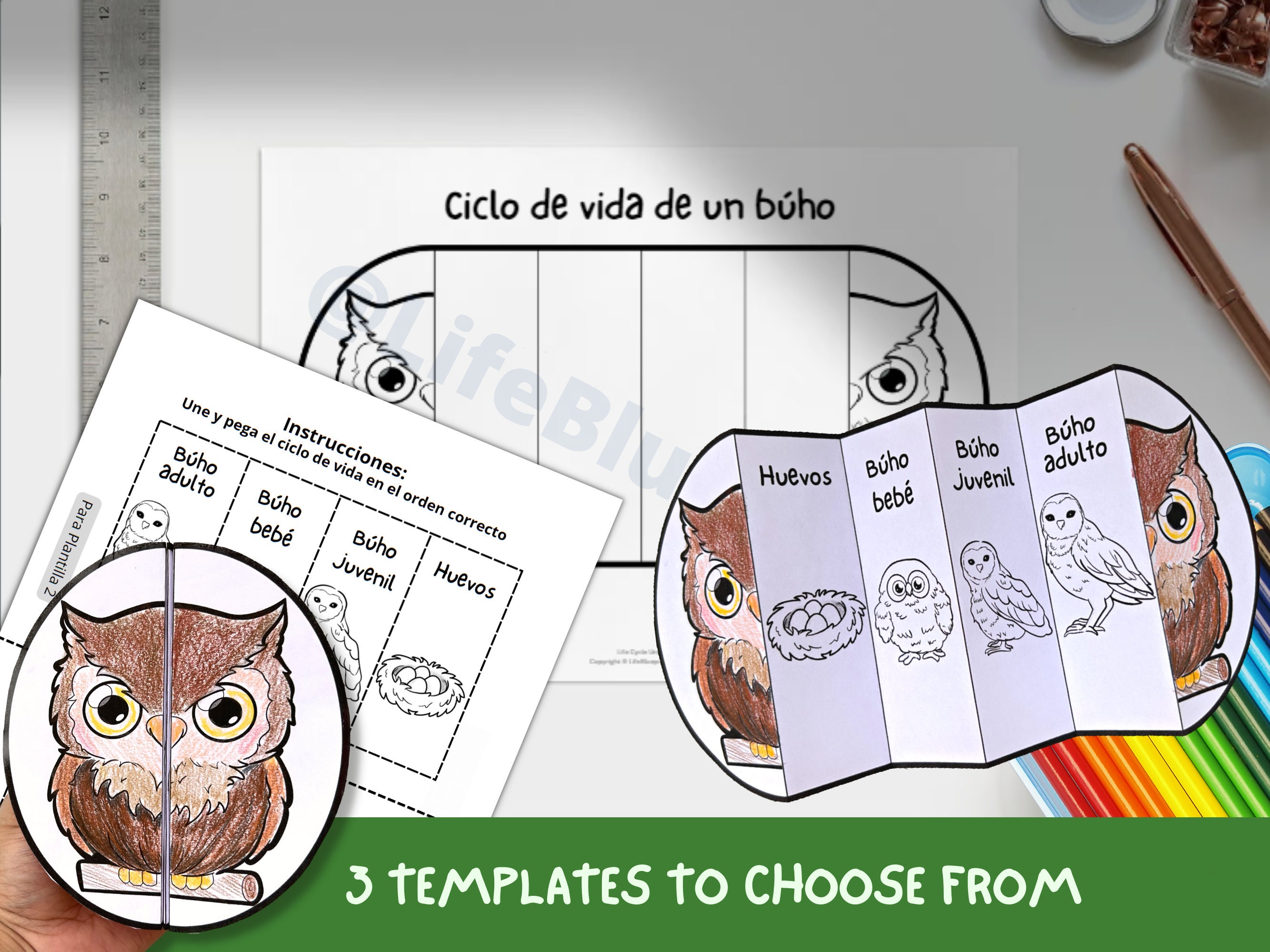 SPANISH Bird Life Cycle Bundle of 6 Templates Duck, Chicken, Penguin ...