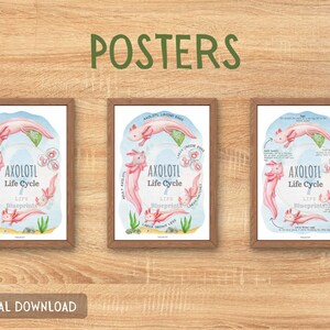 Axolotl Life Cycle Unit Study | Poster, Flashcards, Lesson Plan ...