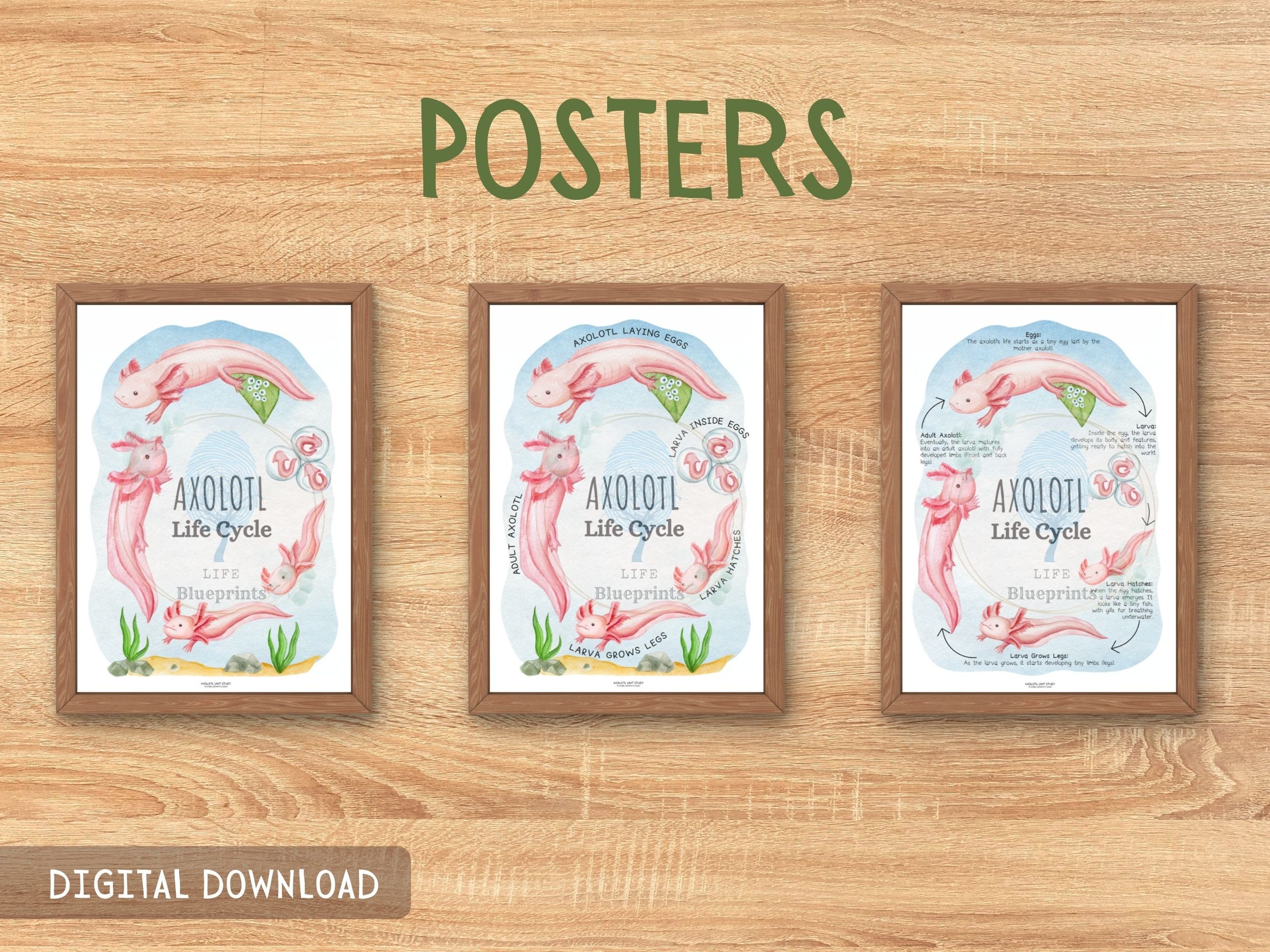 Axolotl Life Cycle Unit Study Poster, Flashcards, Lesson Plan Nature ...