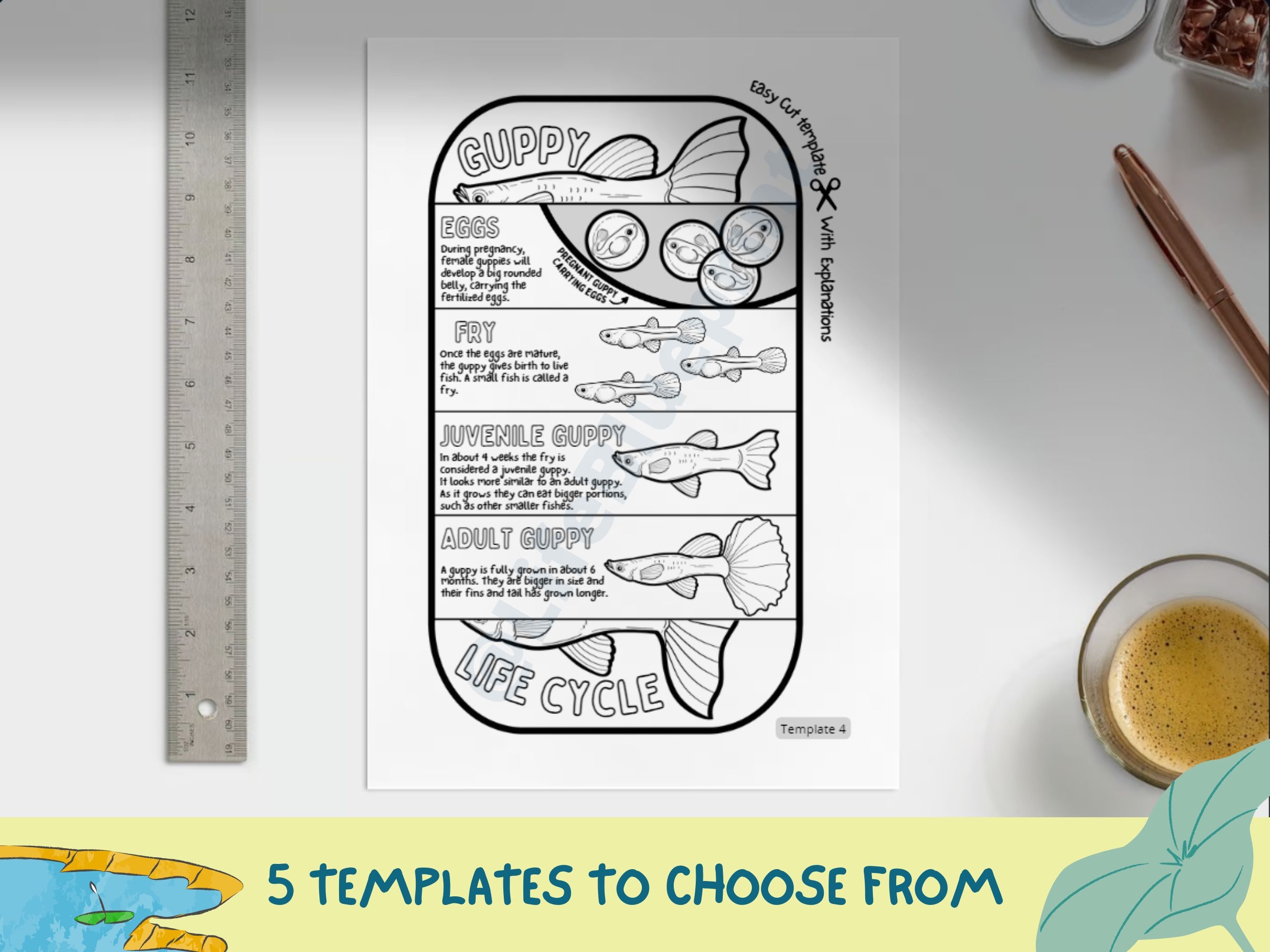 Foldable Guppy Fish Life Cycle Learning Activity for Kids A4 - Etsy