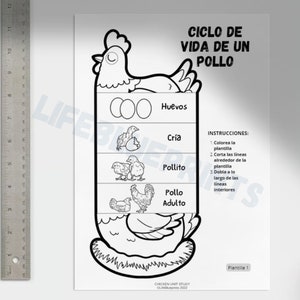SPANISH Chicken Life Cycle Learning Activity for Kids | A4 and 11x8.5 ...