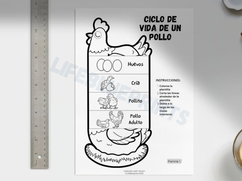 SPANISH Chicken Life Cycle Learning Activity for Kids A4 and - Etsy