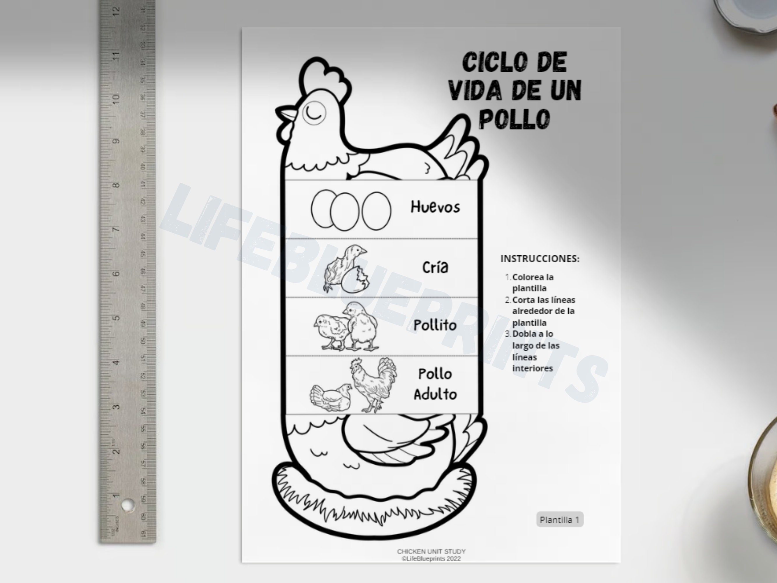 Hojas De Trabajo Gratuitas Sobre El Ciclo De Vida De Un Pollo EL POLLO