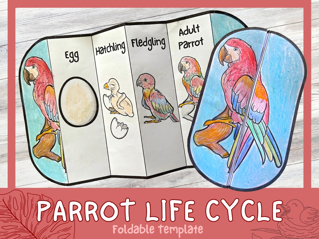 Foldable Parrot Life Cycle Learning Activity for Kids A4 and - Etsy