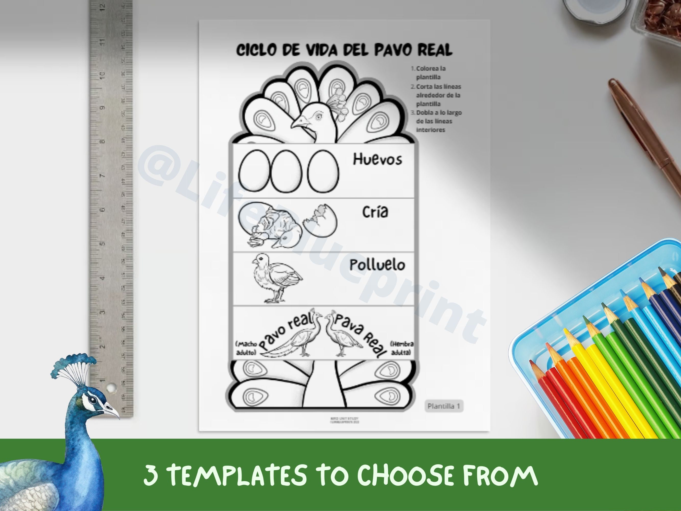 SPANISH Peacock Life Cycle Learning Activity for Kids Montessori ...