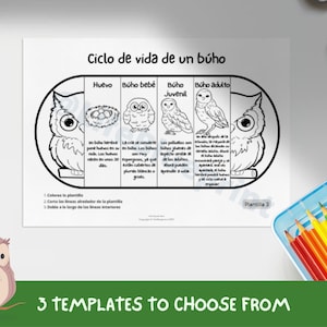 SPANISH Owl Life Cycle Learning Activity for Kids | Montessori Learning ...