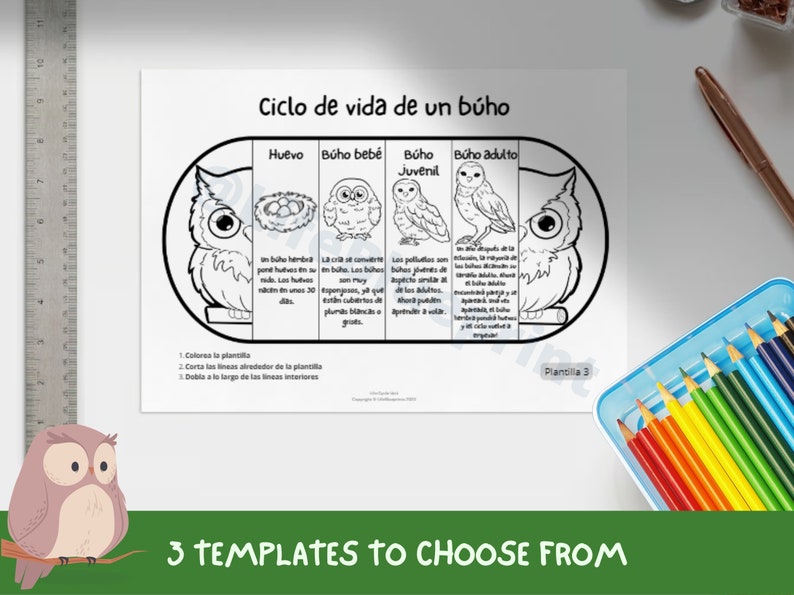 SPANISH Owl Life Cycle Learning Activity for Kids Montessori - Etsy