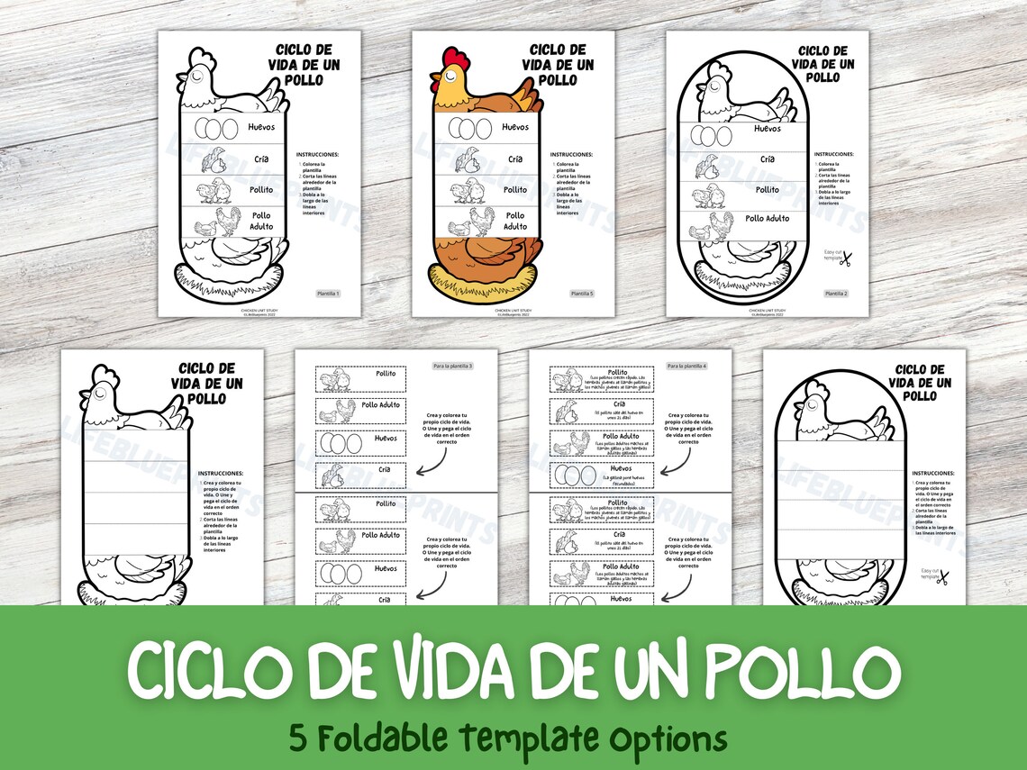 SPANISH Chicken Life Cycle Learning Activity for Kids A4 and - Etsy