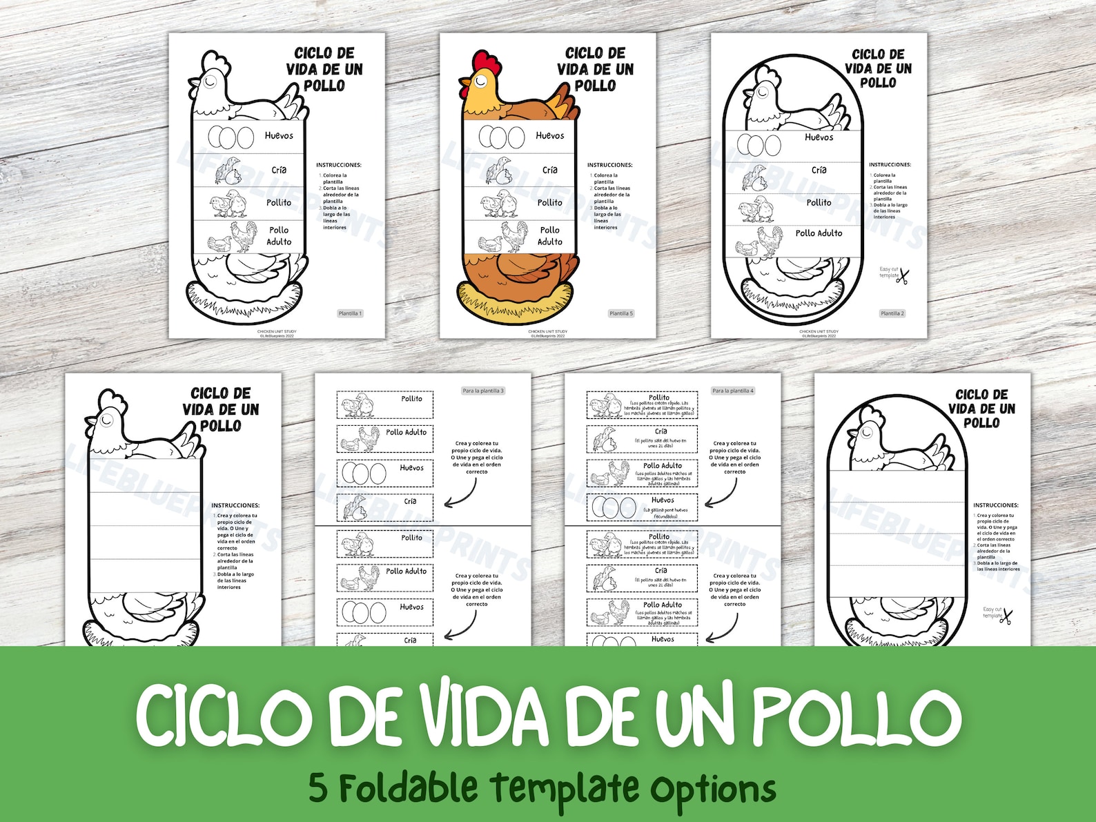 SPANISH Chicken Life Cycle Learning Activity for Kids A4 and 11x8.5 ...