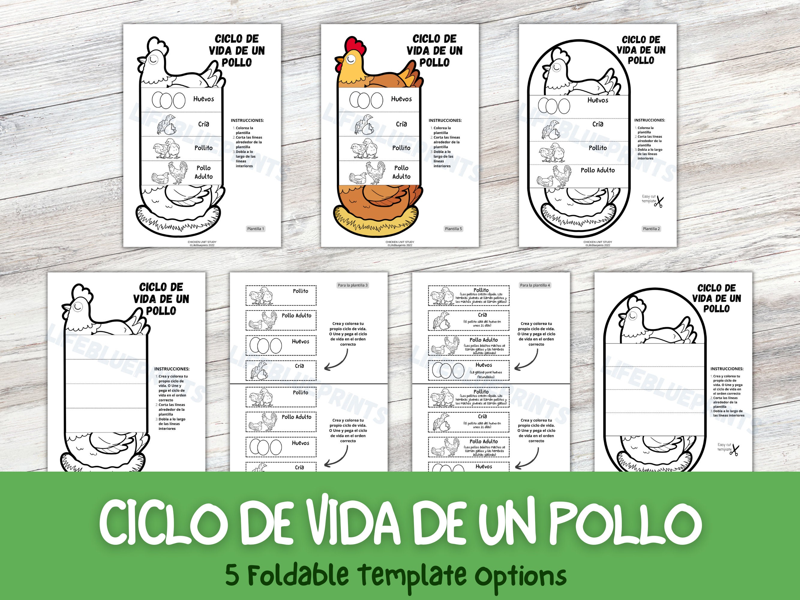 Hojas De Trabajo Gratuitas Sobre El Ciclo De Vida De Un Pollo EL POLLO