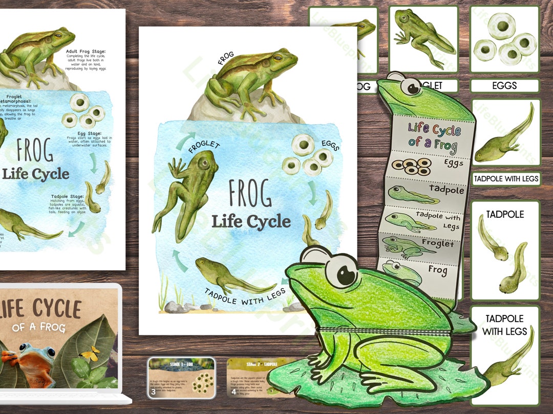 Frog Life Cycle Unit Study Poster, Flashcards, Lesson Plan Nature Study ...