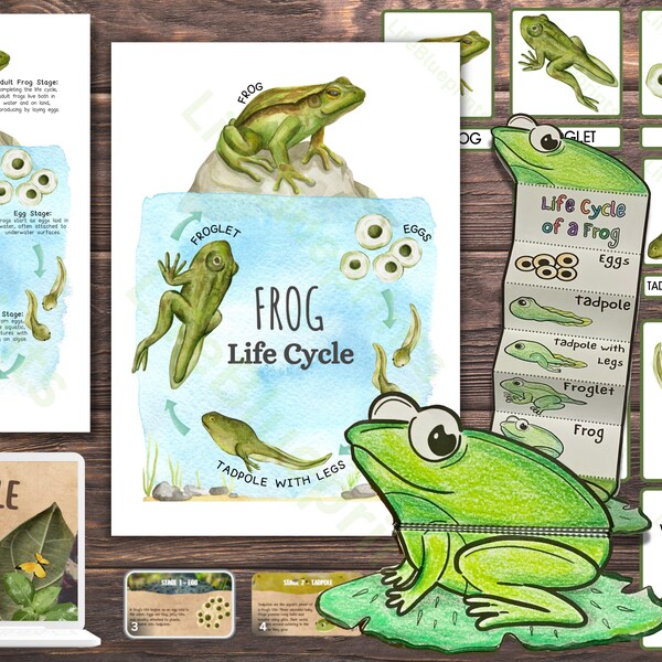 Frog Life Cycle - Etsy