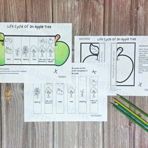 Foldable Apple Life Cycle Learning Activity for Kids A4 and 11x8.5 Inch ...