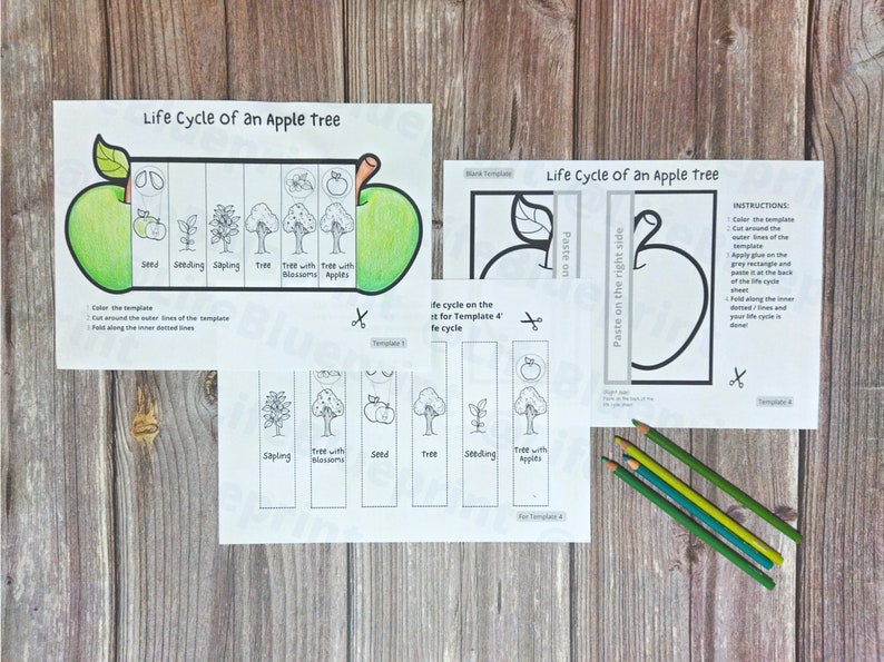 Foldable Apple Life Cycle Learning Activity for Kids A4 and - Etsy