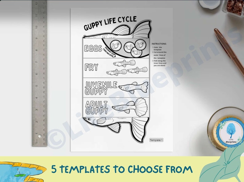 Foldable Guppy Fish Life Cycle Learning Activity for Kids | A4 and 11x8 ...