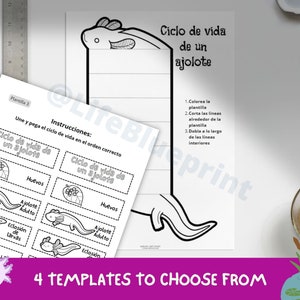 SPANISH Life Cycle of a Axolotl | Foldable Life Cycle Craft | Digital ...