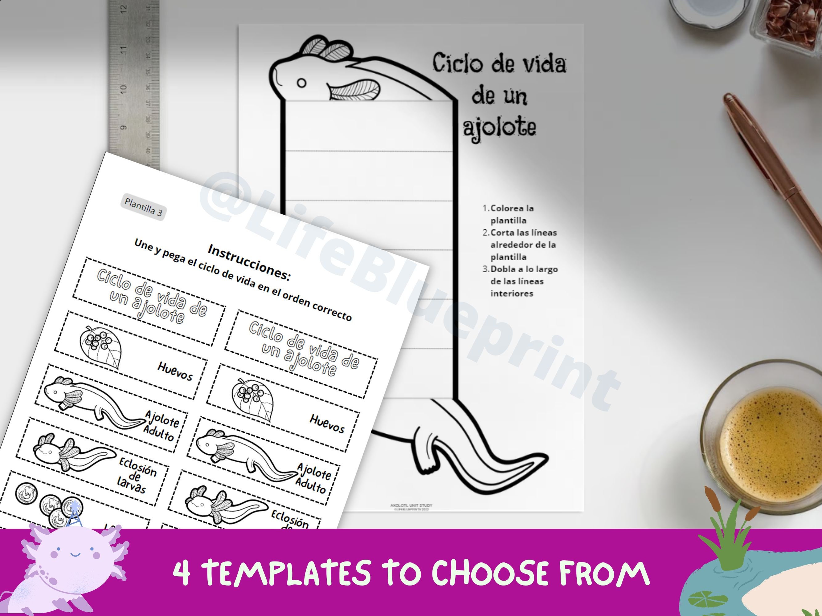 SPANISH Life Cycle of a Axolotl Foldable Life Cycle Craft Digital ...