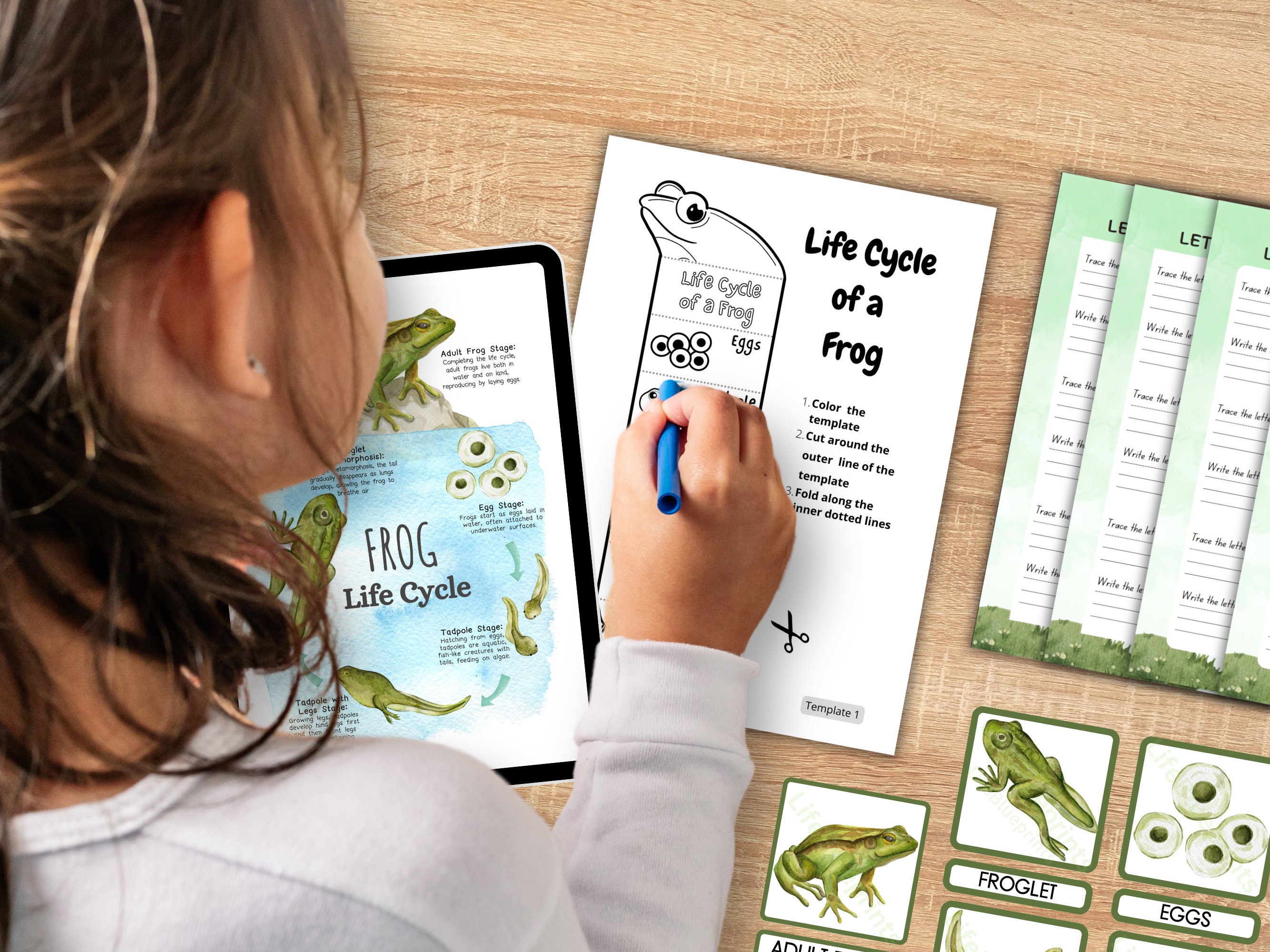 Frog Life Cycle Unit Study Poster, Flashcards, Lesson Plan Nature Study ...