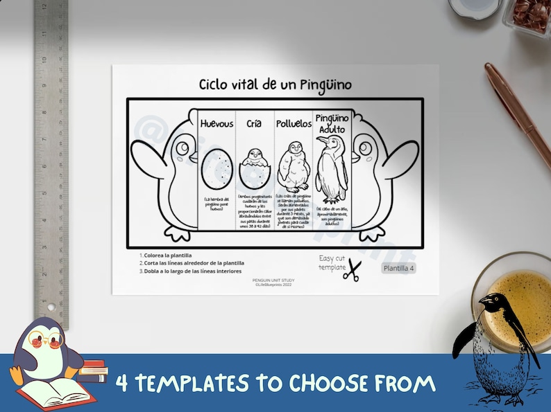 SPANISH Life Cycle of Penguin| Foldable Life Cycle Craft | Digital ...