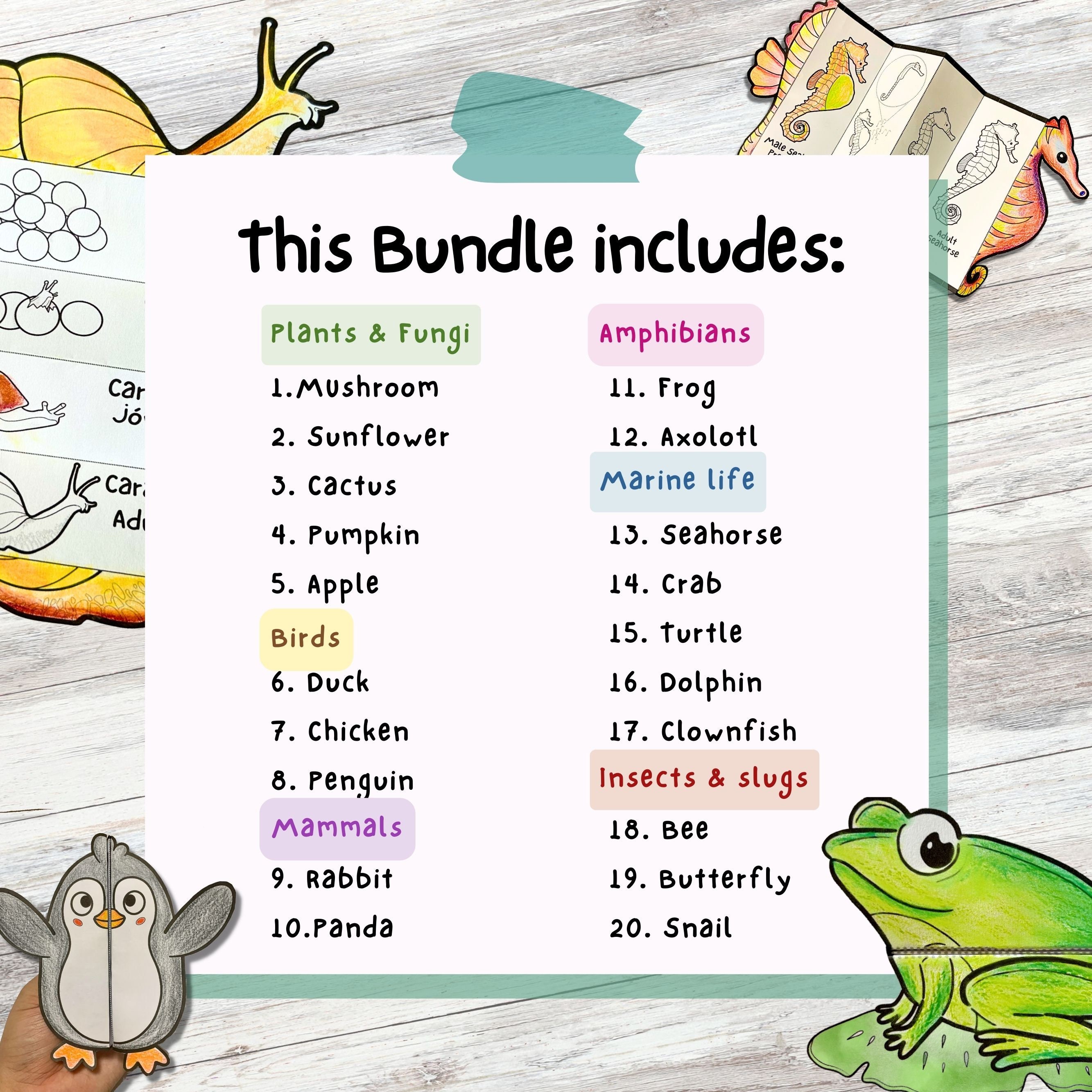 SPANISH Foldable Life Cycle Bundle of 20 Templates Discounts With ...