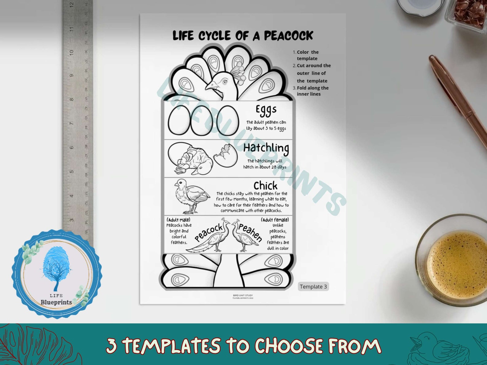 Foldable Peacock Life Cycle Learning Activity for Kids | Bird Unit ...