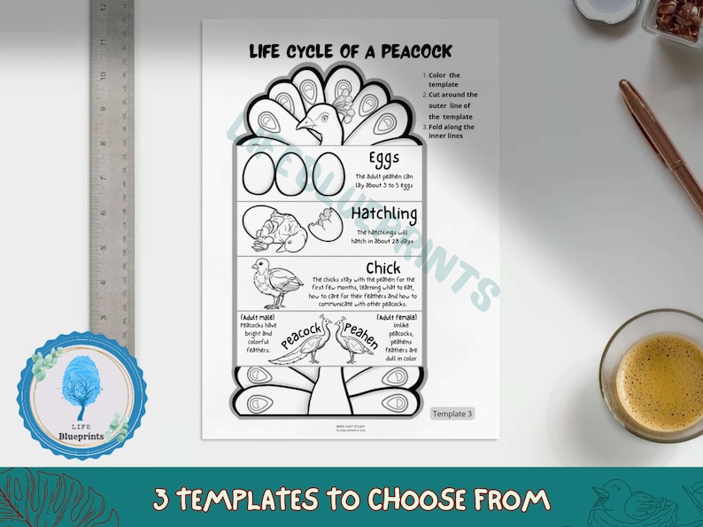 Foldable Peacock Life Cycle Learning Activity for Kids | Bird Unit ...