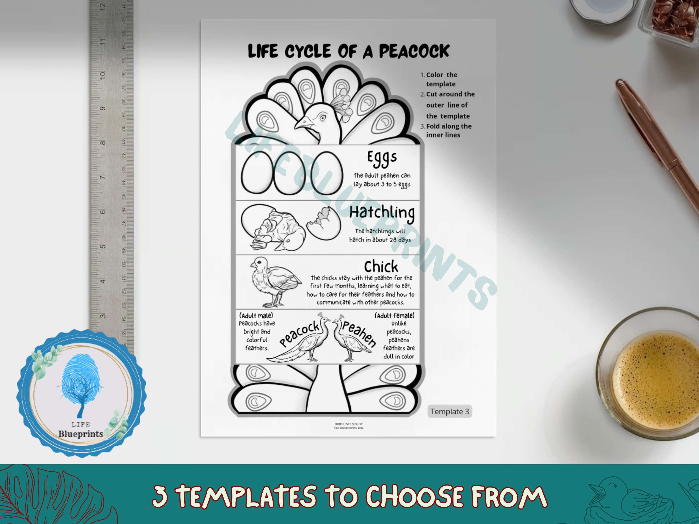 Foldable Peacock Life Cycle Learning Activity for Kids | Bird Unit ...