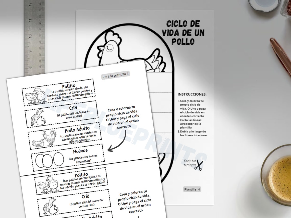 SPANISH Chicken Life Cycle Learning Activity for Kids A4 and - Etsy