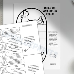 SPANISH Chicken Life Cycle Learning Activity for Kids | A4 and 11x8.5 ...