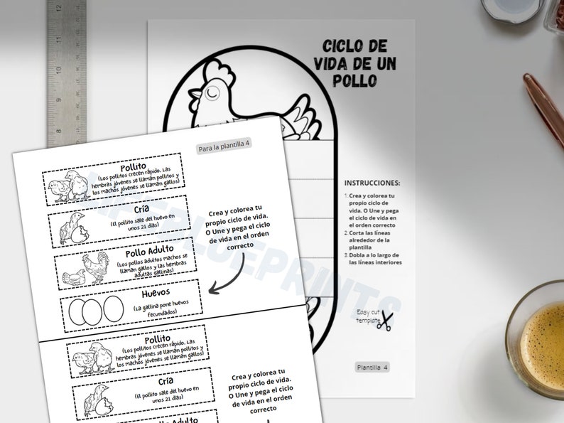 SPANISH Chicken Life Cycle Learning Activity for Kids | A4 and 11x8.5 ...