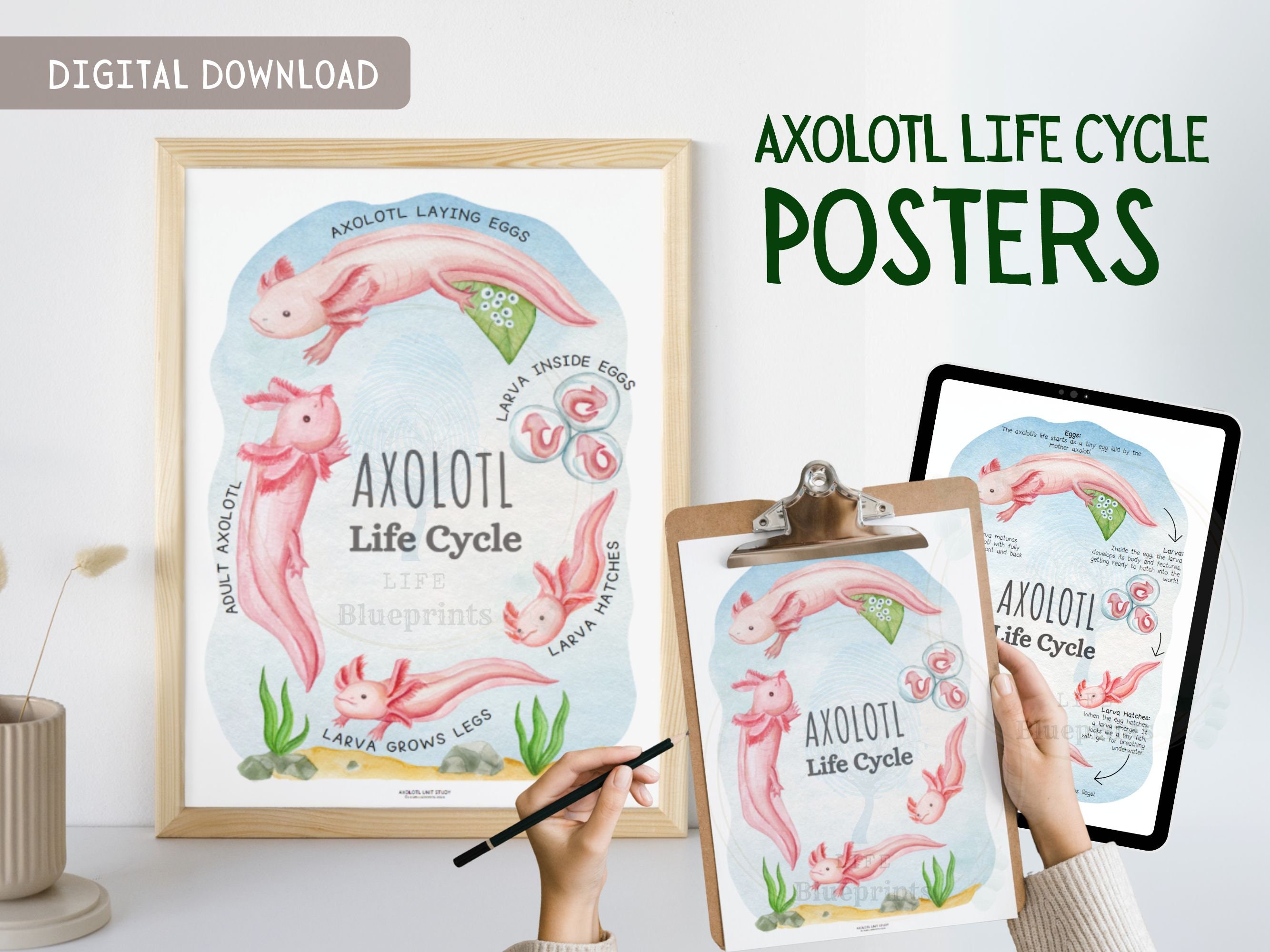 Axolotl Life Cycle Unit Study Poster, Flashcards, Lesson Plan Nature ...