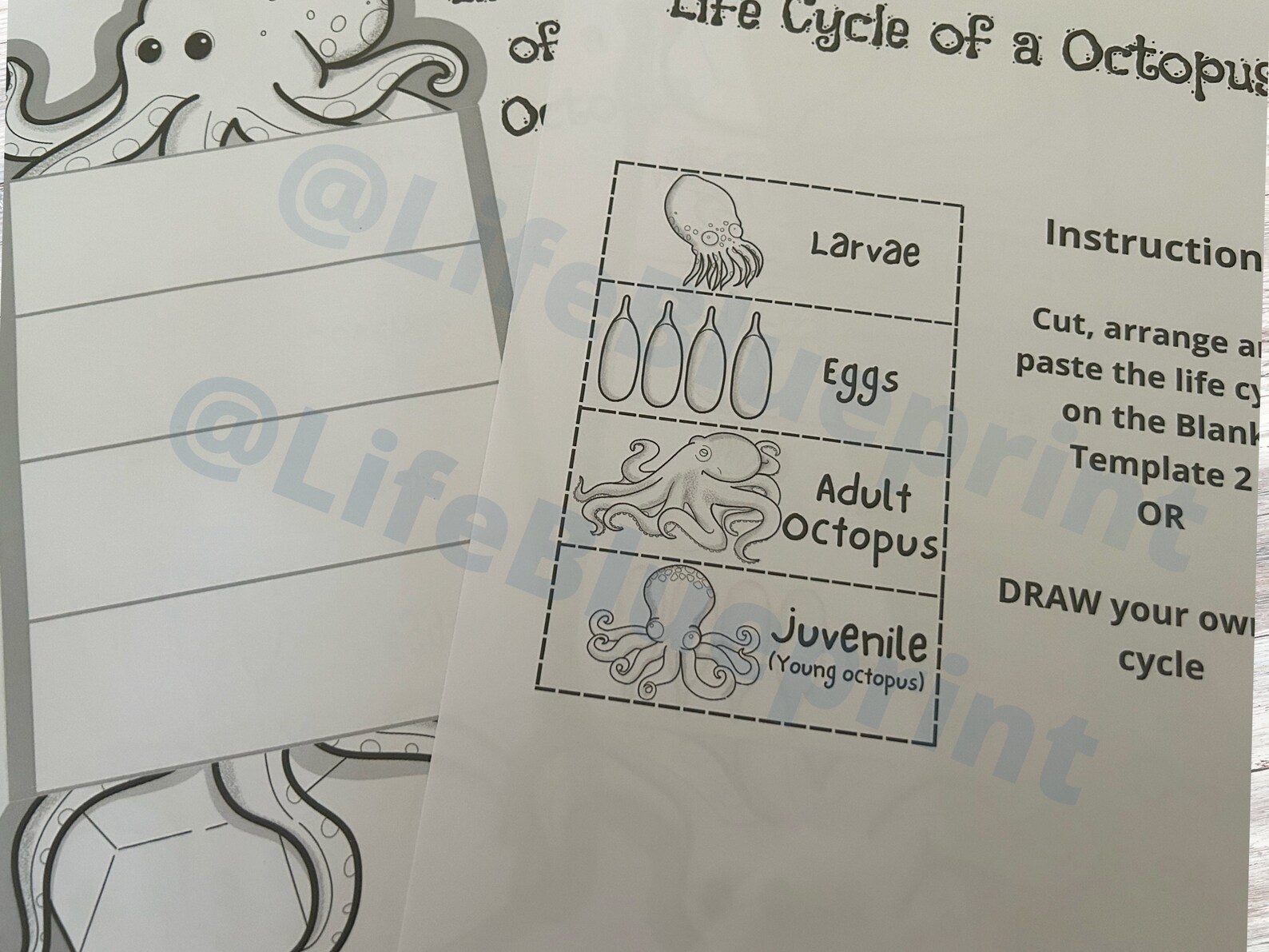 Foldable Octopus Life Cycle Learning Activity for Kids A4 and 11x8.5 ...