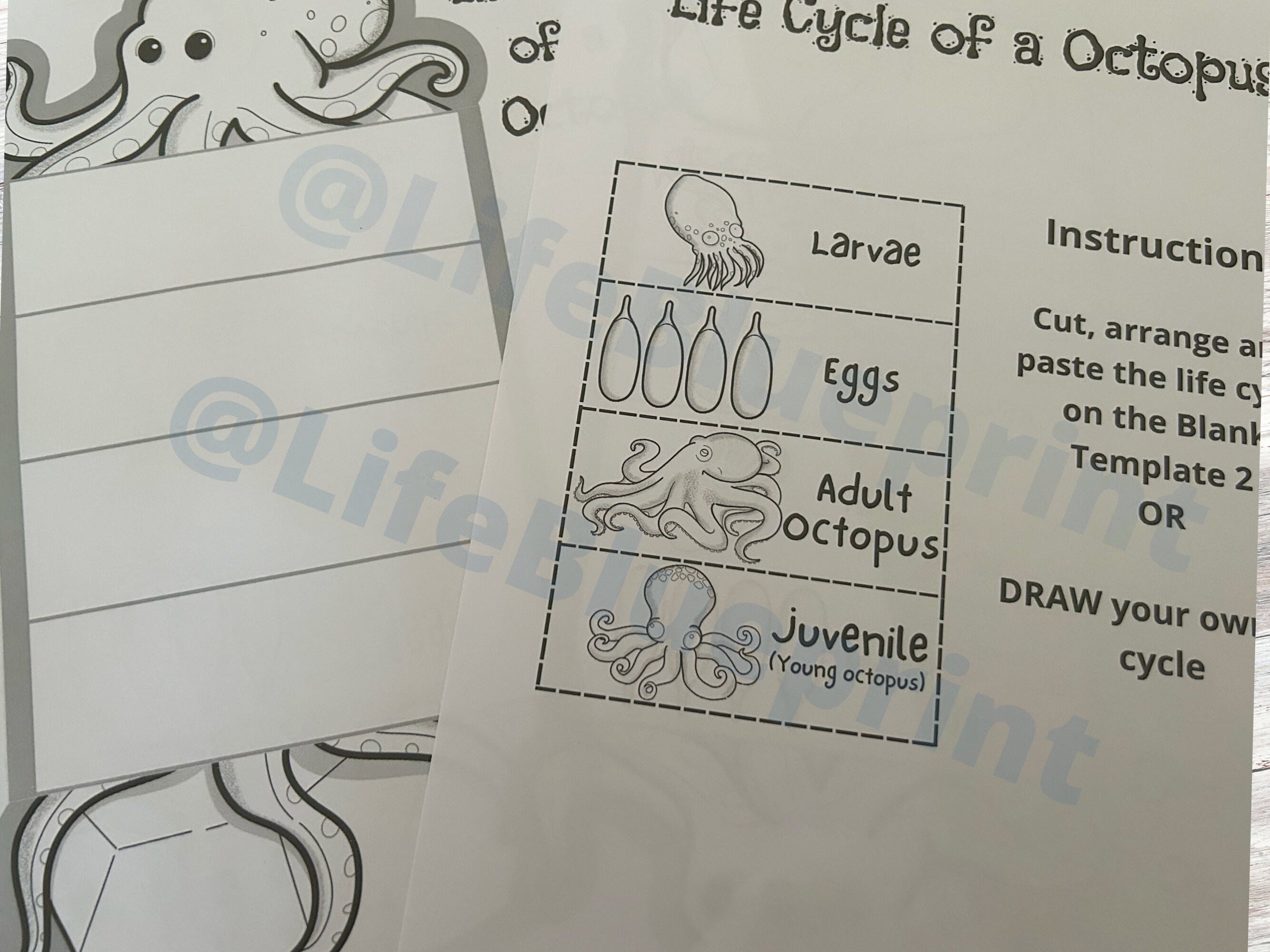 Foldable Octopus Life Cycle Learning Activity for Kids A4 and 11x8.5 ...