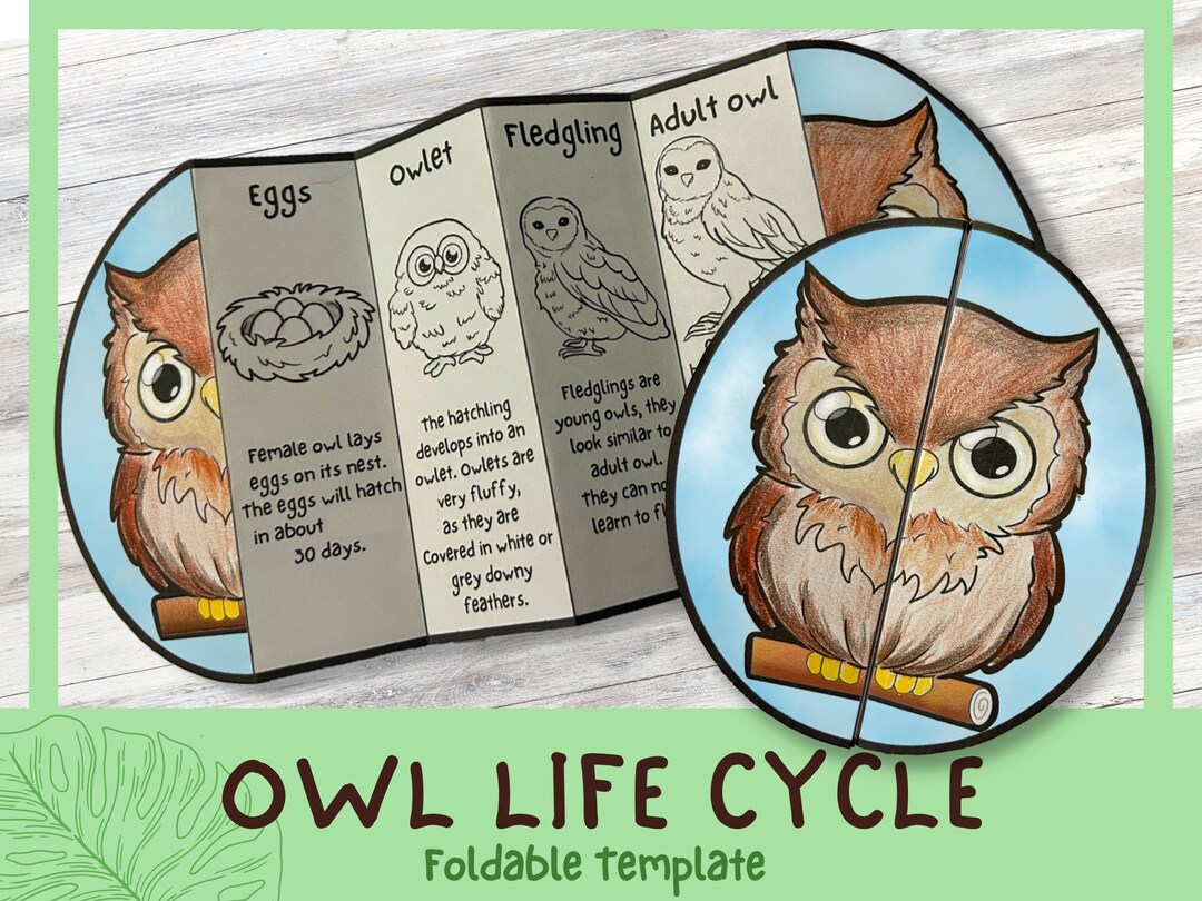 Foldable Owl Life Cycle Learning Activity for Kids A4 and 11x8.5 Inch ...