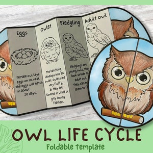 Foldable Owl Life Cycle Learning Activity for Kids A4 and 11x8.5 Inch ...