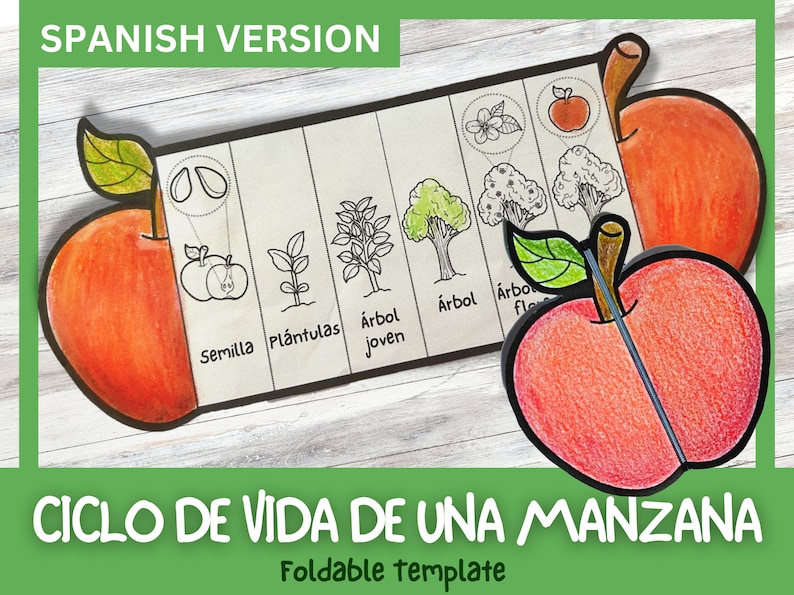 SPANISH Life Cycle of a Apple Foldable Kids' Craft Science Activity ...