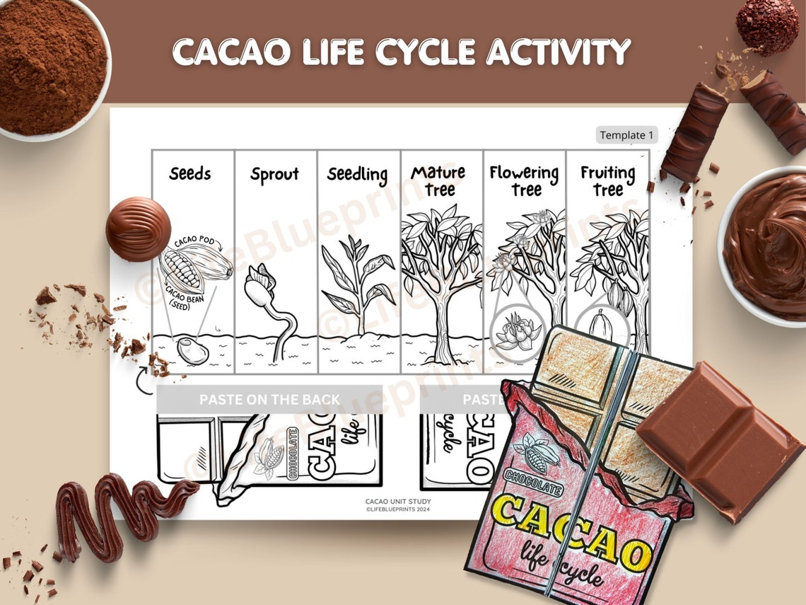 Cacao Life Cycle Foldout Activity for Kids | Discover Where Chocolate ...