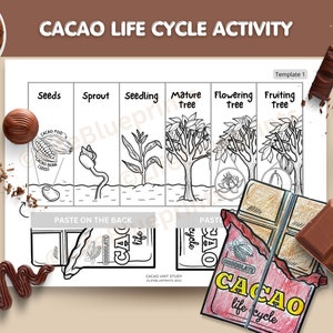 Cacao Life Cycle Foldout Activity for Kids | Discover Where Chocolate ...