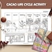 Cacao Life Cycle Foldout Activity for Kids | Discover Where Chocolate ...