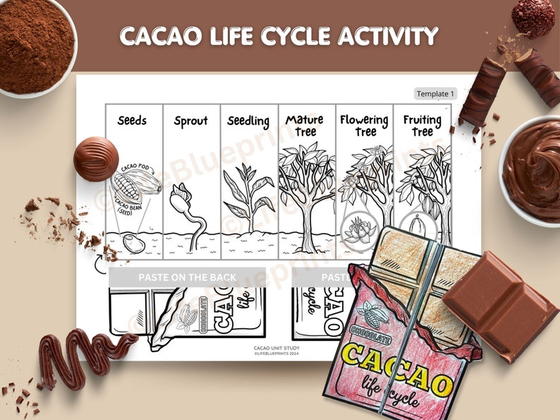 Cacao Life Cycle Foldout Activity for Kids | Discover Where Chocolate ...