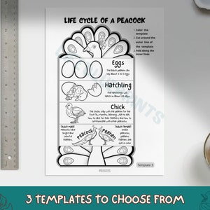 Foldable Peacock Life Cycle Learning Activity for Kids Bird Unit Study ...