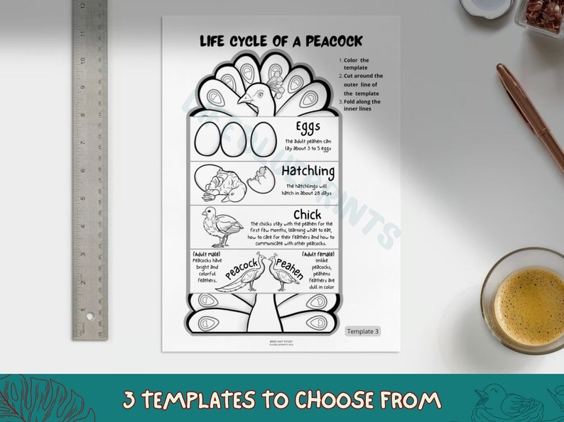 Foldable Peacock Life Cycle Learning Activity for Kids Bird Unit Study ...