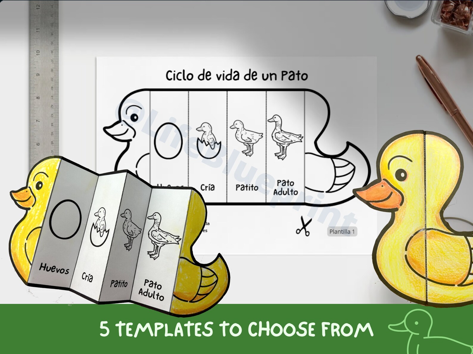 SPANISH Bird Life Cycle Bundle of 6 Templates Duck, Chicken, Penguin ...