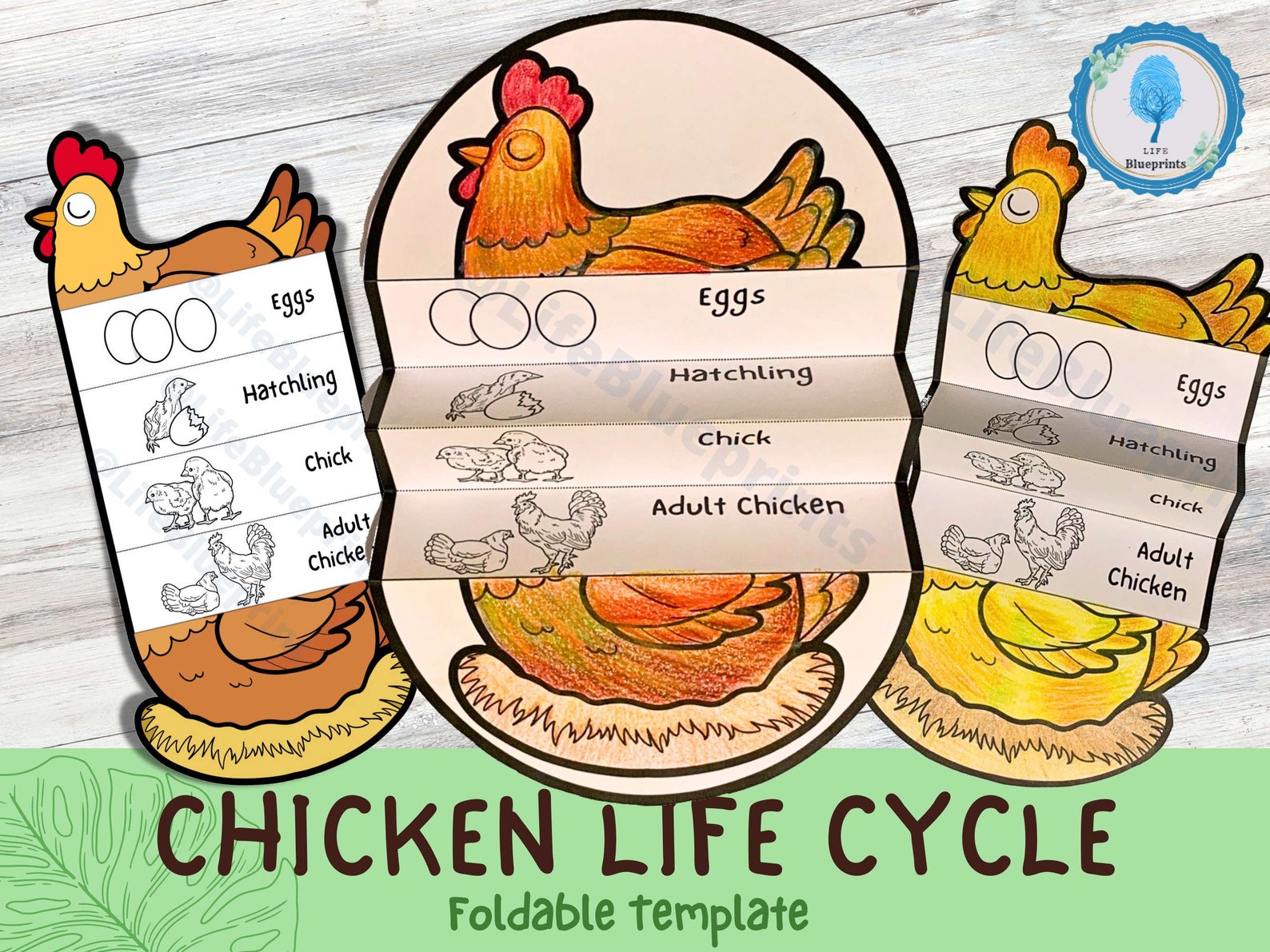 Foldable Chicken Life Cycle Learning Activity for Kids A4 and 11x8.5 ...