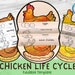 Foldable Chicken Life Cycle Learning Activity for Kids | A4 and 11x8.5 ...