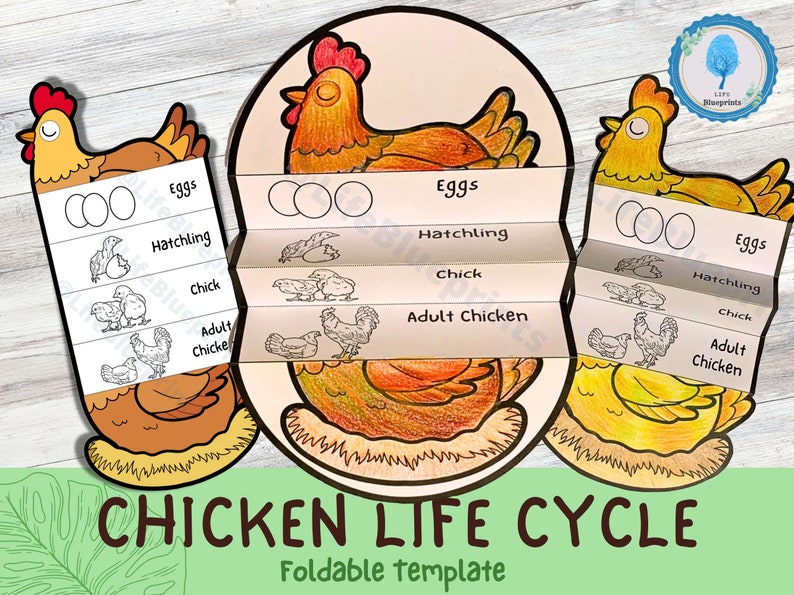 Foldable Chicken Life Cycle Learning Activity for Kids A4 and 11x8.5 ...