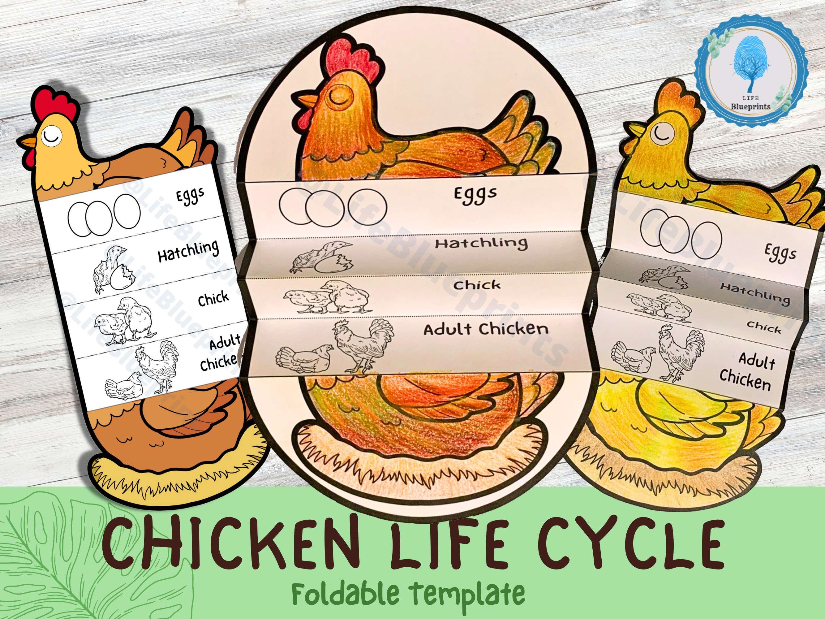 Foldable Chicken Life Cycle Learning Activity for Kids | A4 and 11x8.5 ...