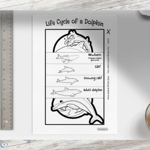 Foldable Dolphin Life Cycle Learning Activity for Kids A4 and 11x8.5 ...