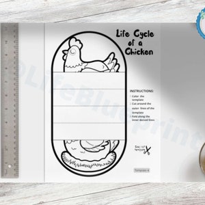 Foldable Chicken Life Cycle Learning Activity for Kids | A4 and 11x8.5 ...